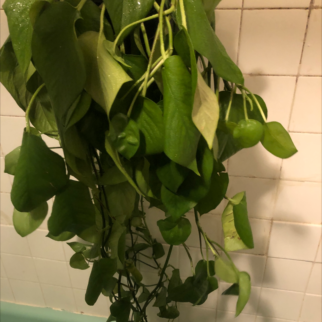 🌶 Light Requirements For My Pepper Plant