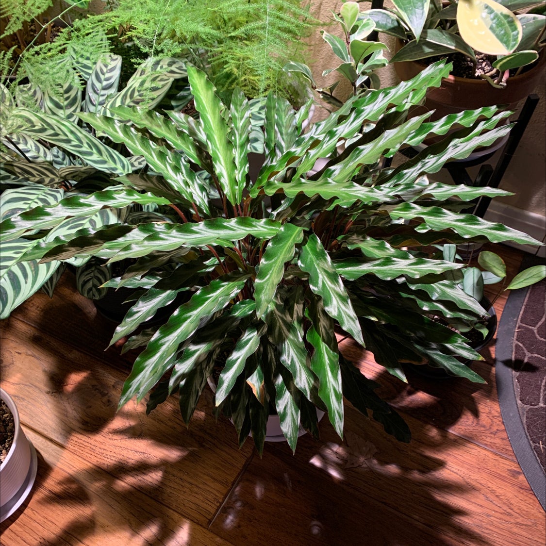 💧 How Much Humidity Does My Furry Feather Calathea Need?