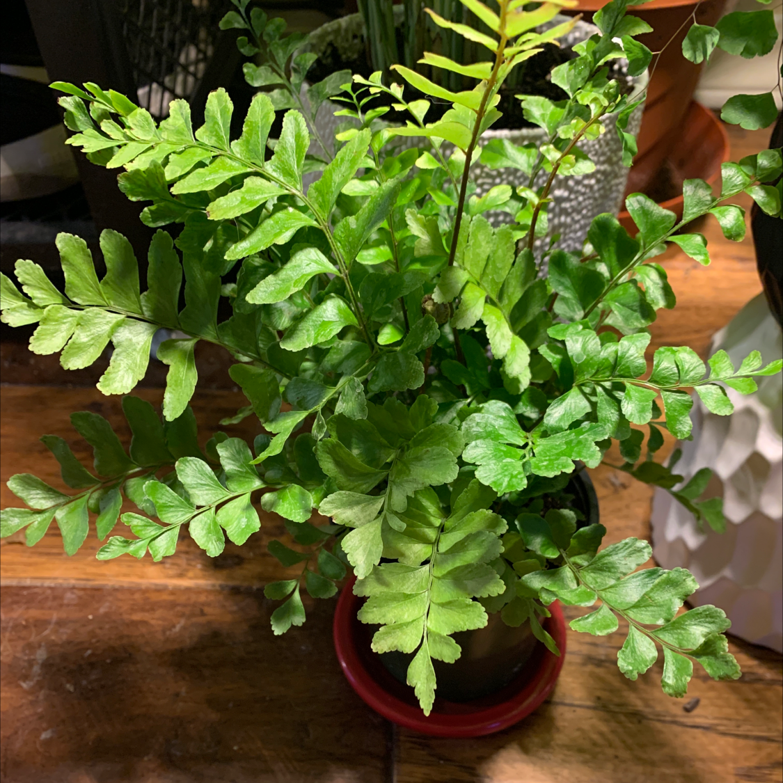 Mahogany Fern Plant Care: Water, Light, Nutrients | Greg App 🌱