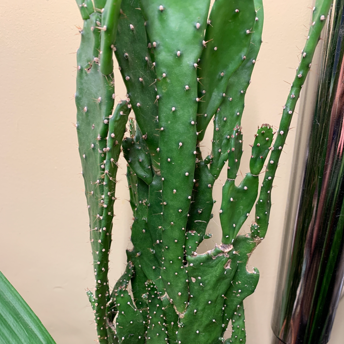 🌵 How to Get a Drooping Prickly Pear to Bloom