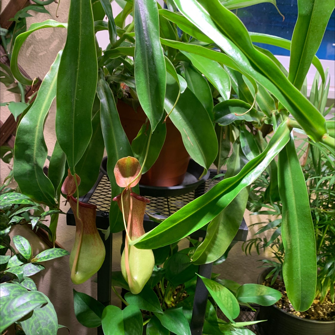 🪰 Propagating Tropical Pitcher Plant: Step-by-step Guide