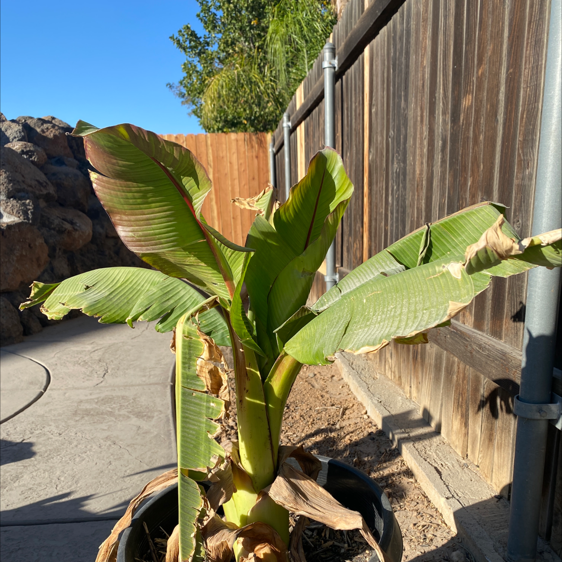 Abyssinian Banana Root Rot Solutions