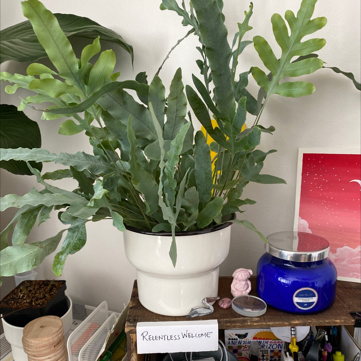 When And Where Should I Trim My Blue Star Fern?