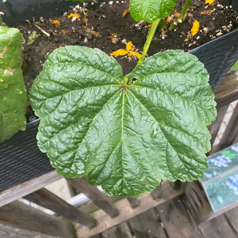 💧 Why Are My Common Mallow Leaves Mushy?