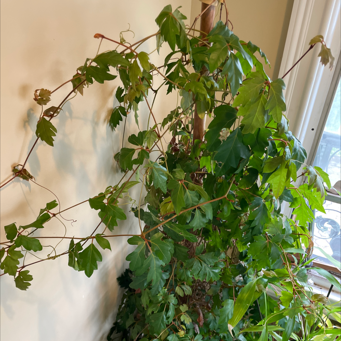 Fertilizing My Grape Ivy