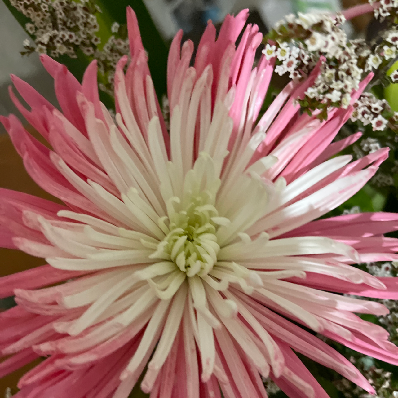 Giant Crego Aster - Ultimate Guide to Fertilizing