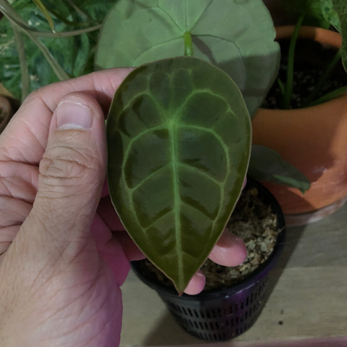 Why Are My Anthurium forgetii Leaves Curling?