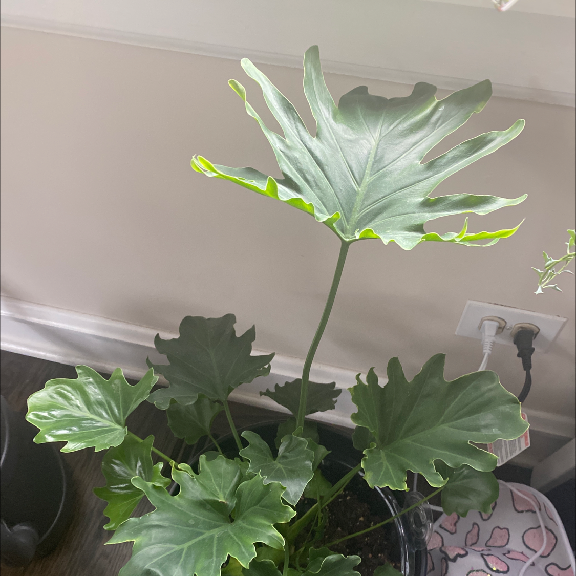 Soil Recommendations for Philodendron 'Hope'