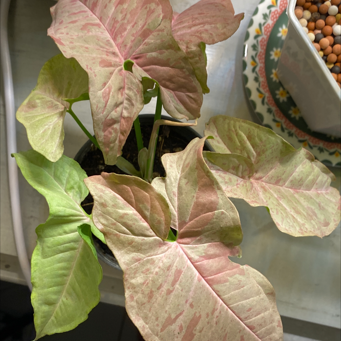 🍂 Why Does My Syngonium 'Pink Spot' Have Yellow Leaves?