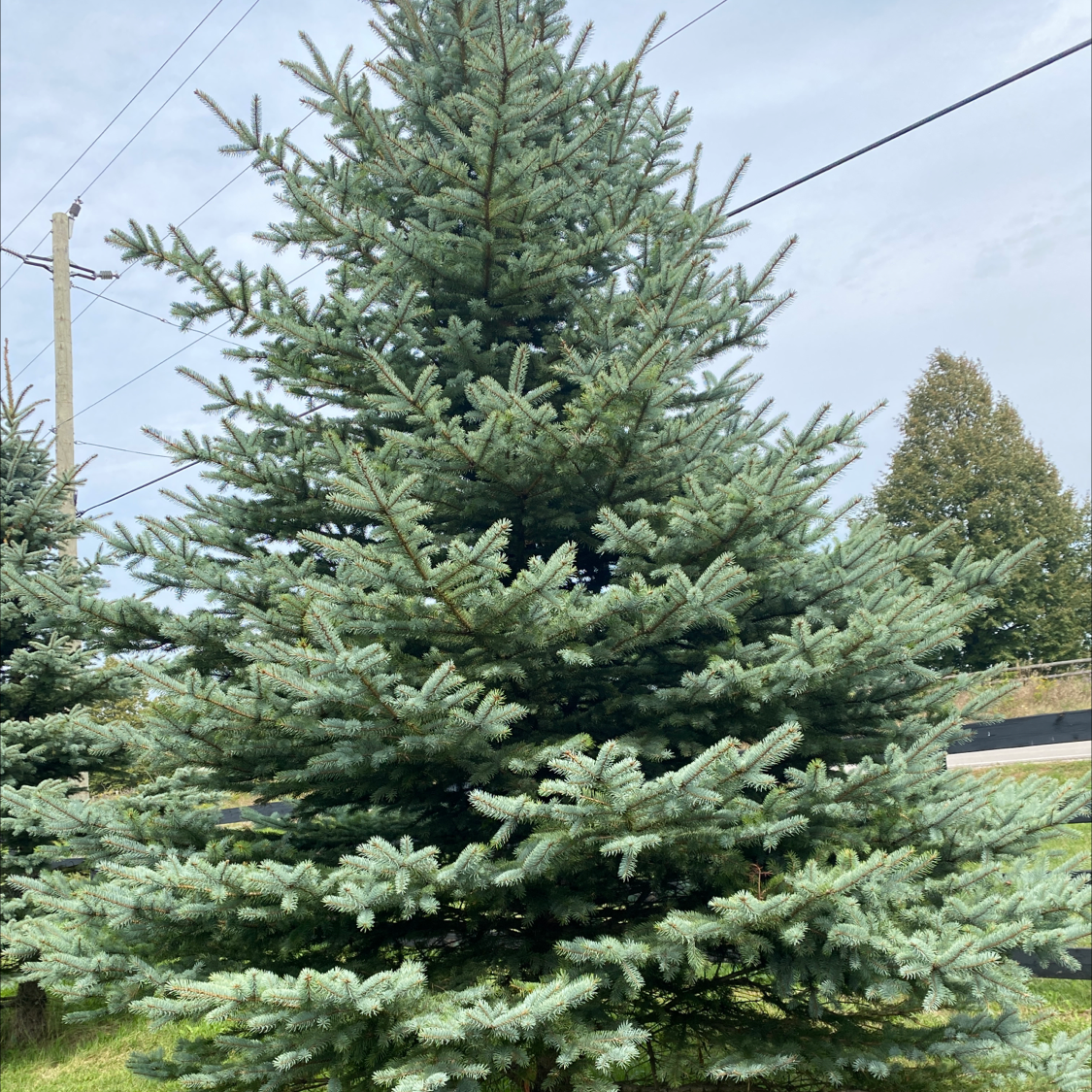How Do I Cure Blue Spruce Root Rot?