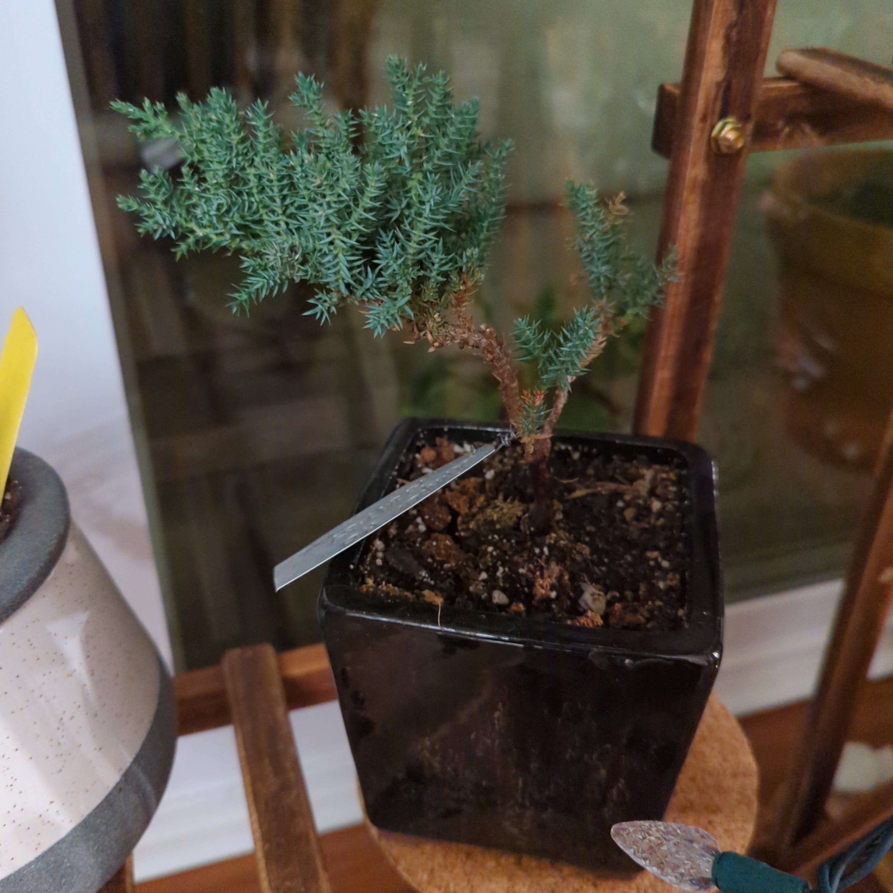 Propagating Japanese Garden Juniper: Step-by-Step Guide