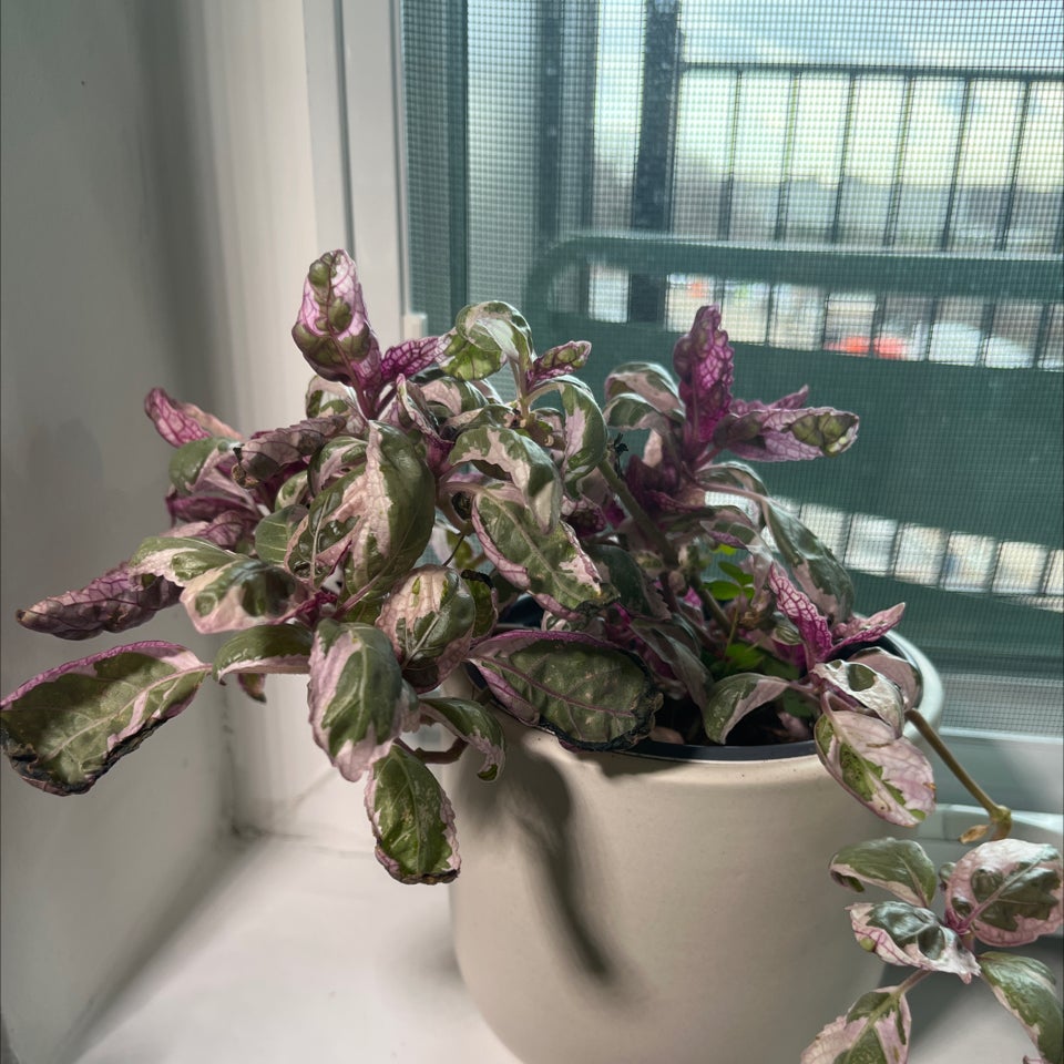 Propagating Snow White Waffle Plant: The Ultimate Guide