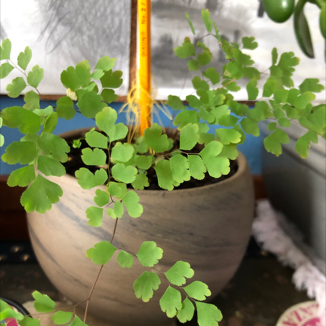 Best Soil Potting Mix For Maidenhair Fern