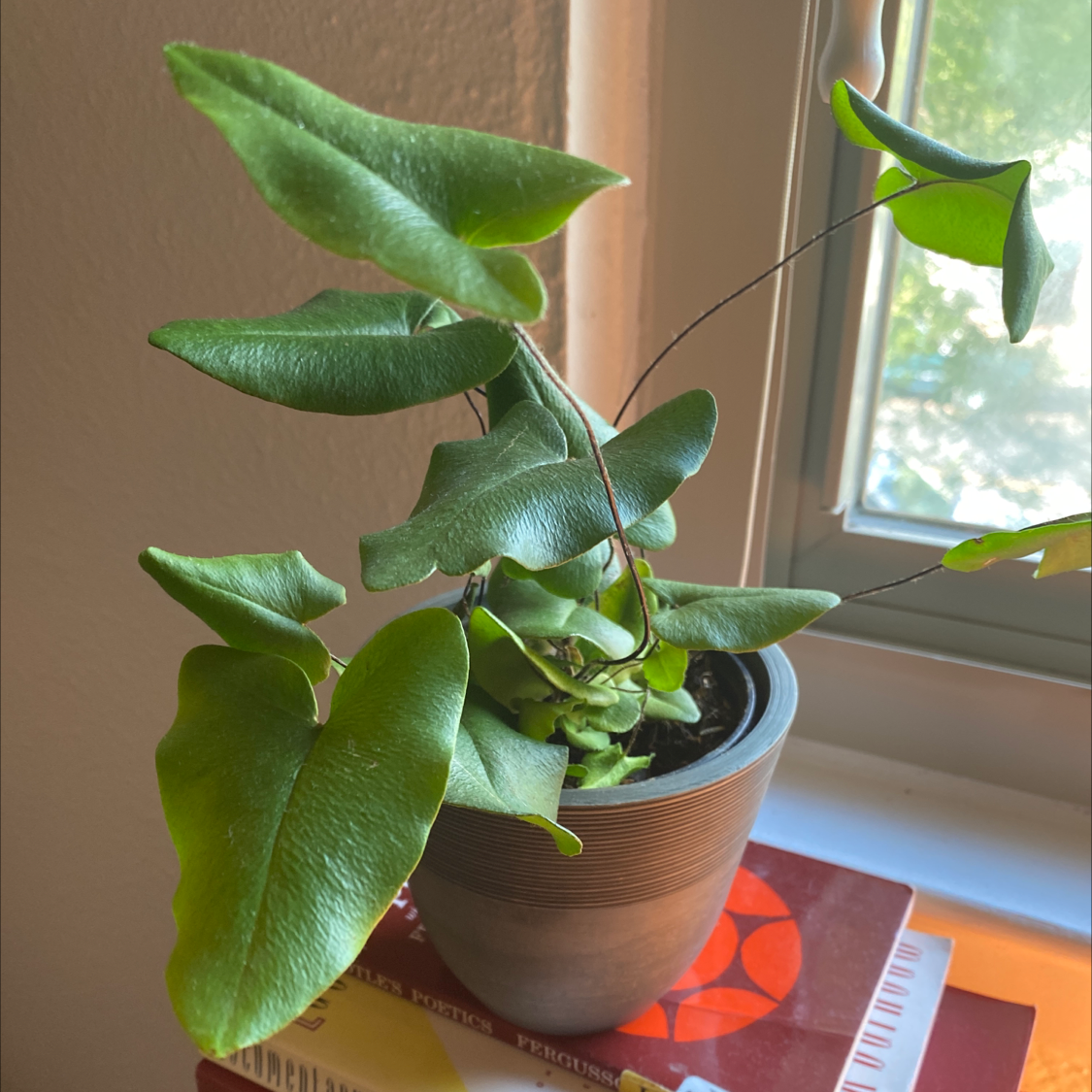 😔 Why Are My Heart Fern Leaves Droopy?