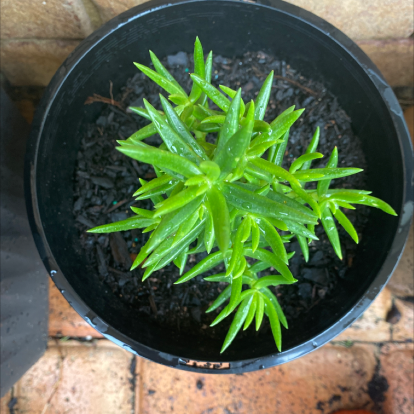 Chisme: How Much Water & Light Does it Need to Thrive?