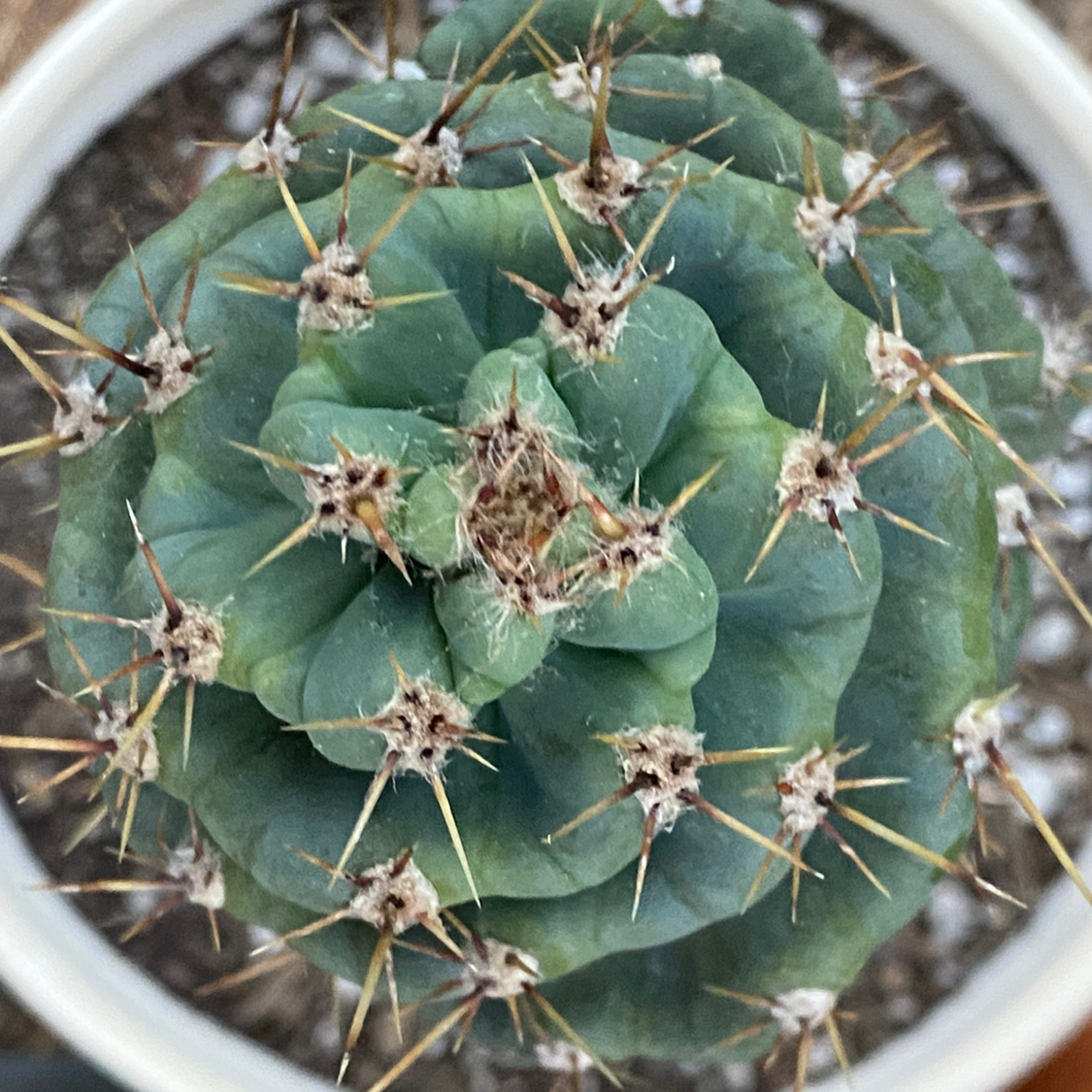 What Do Spiral Cactus Flowers Mean?
