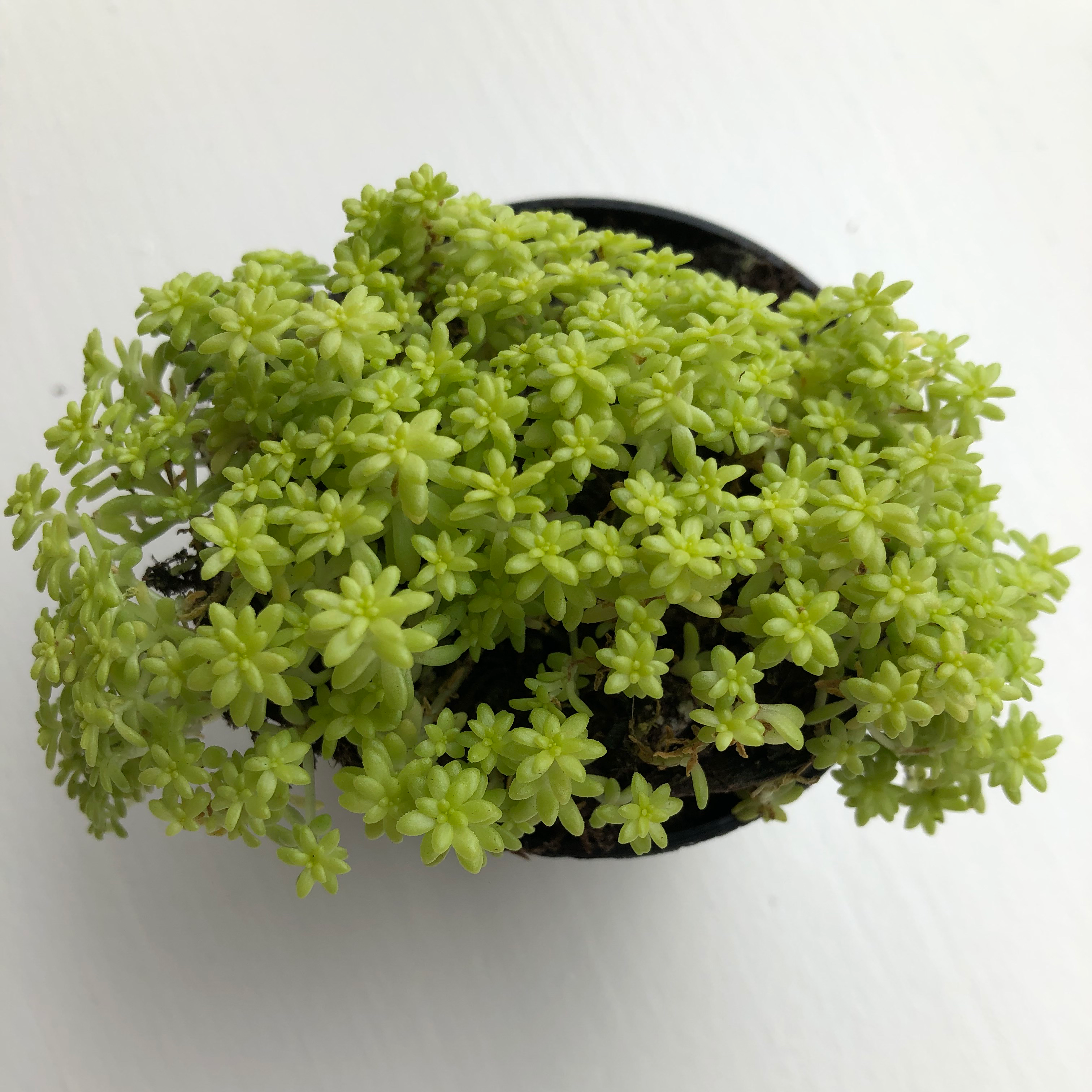 🌼 What Does It Mean When Tokyo Sun Stonecrop Blooms?