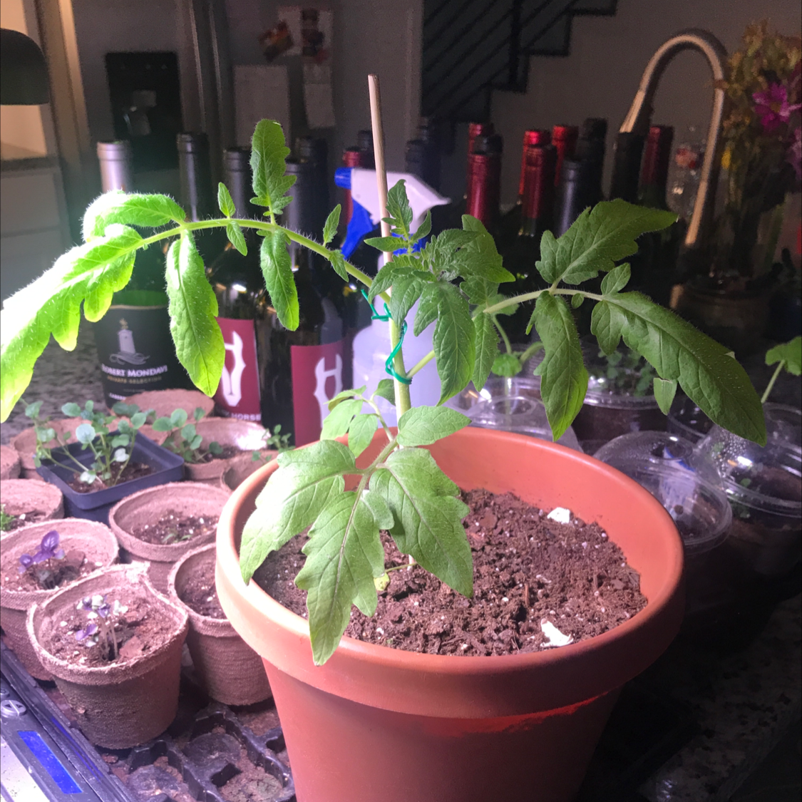 🍅 How Much Humidity Does My Tomato Plant Need?