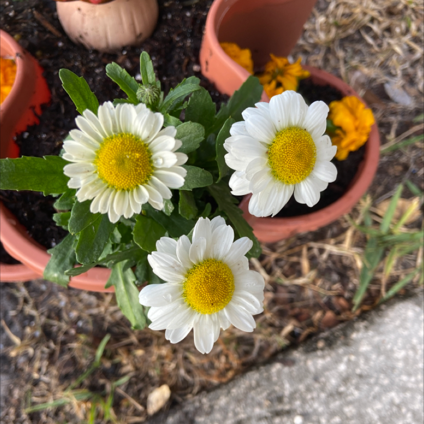 Diagnosing daisy root rot