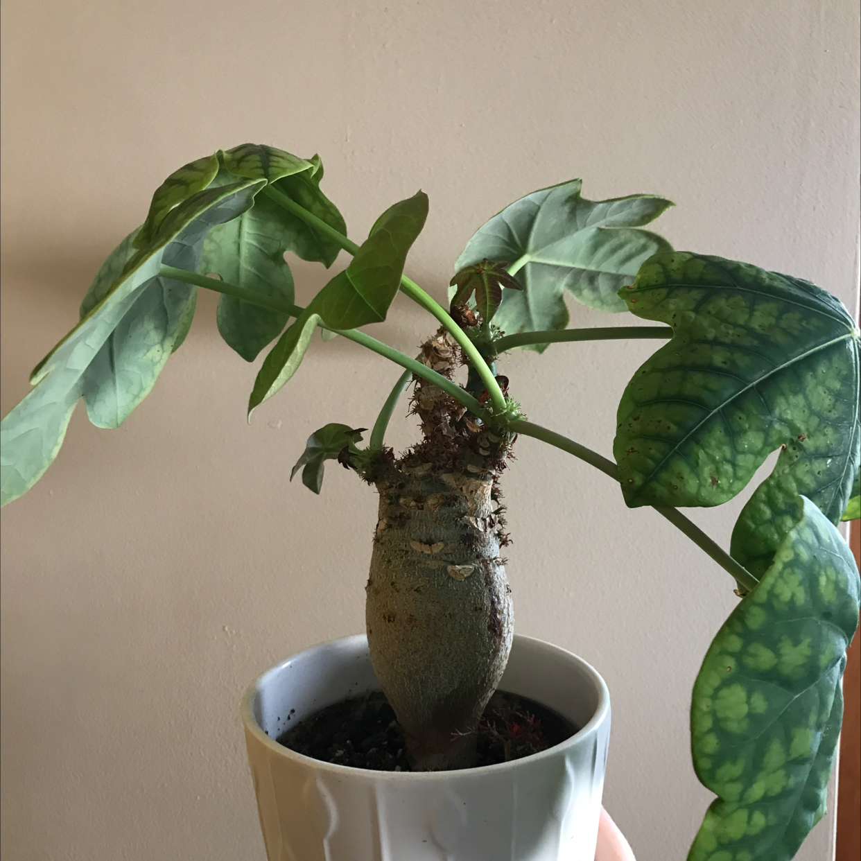 Propagating Buddha Belly Plant: The Ultimate Guide