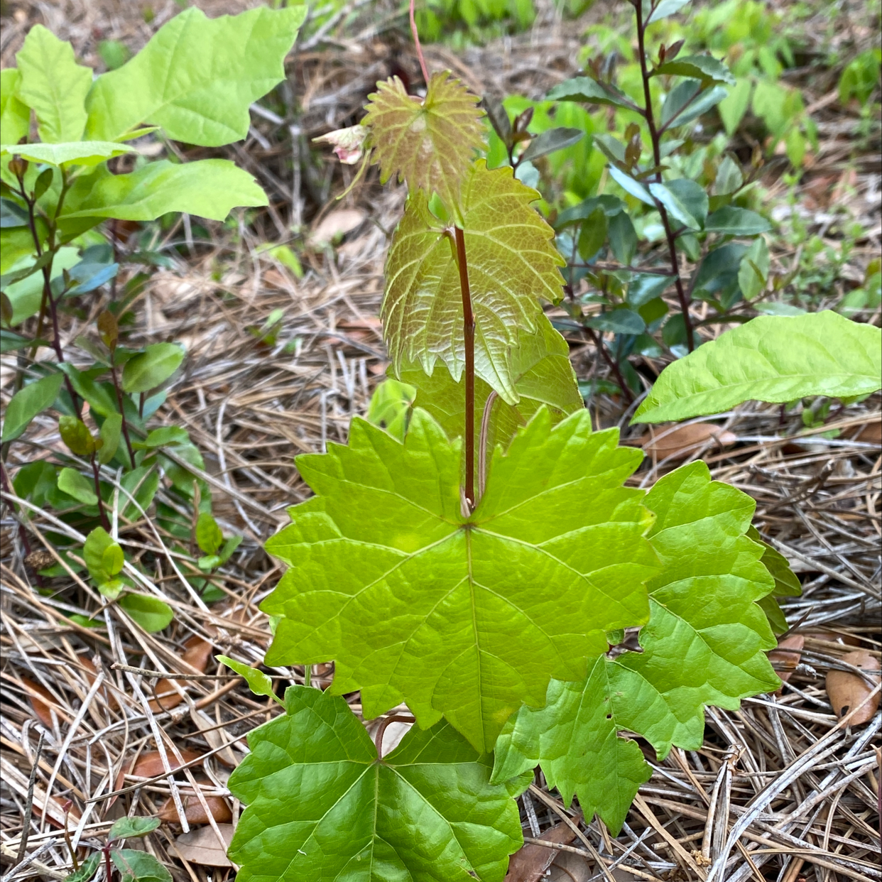 How Do I Fix muscadine grape root rot?