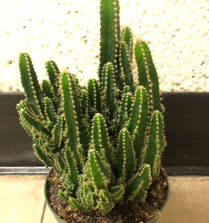 Fairy Castle Cactus Plant Care: Water, Light, Nutrients | Greg App 🌱