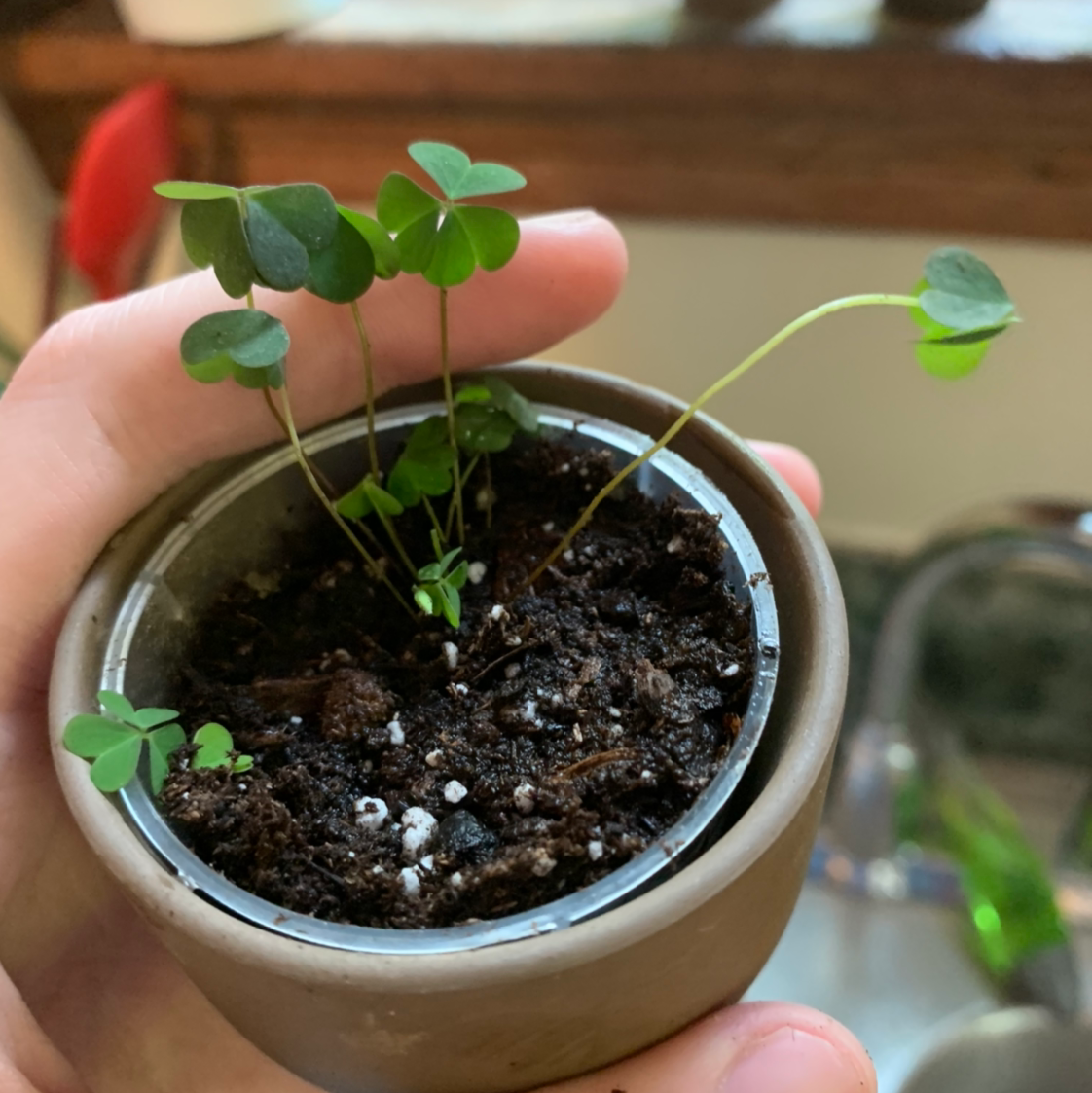 🍋 Why Are There Brown Spots on My Lemon Clover Leaves?