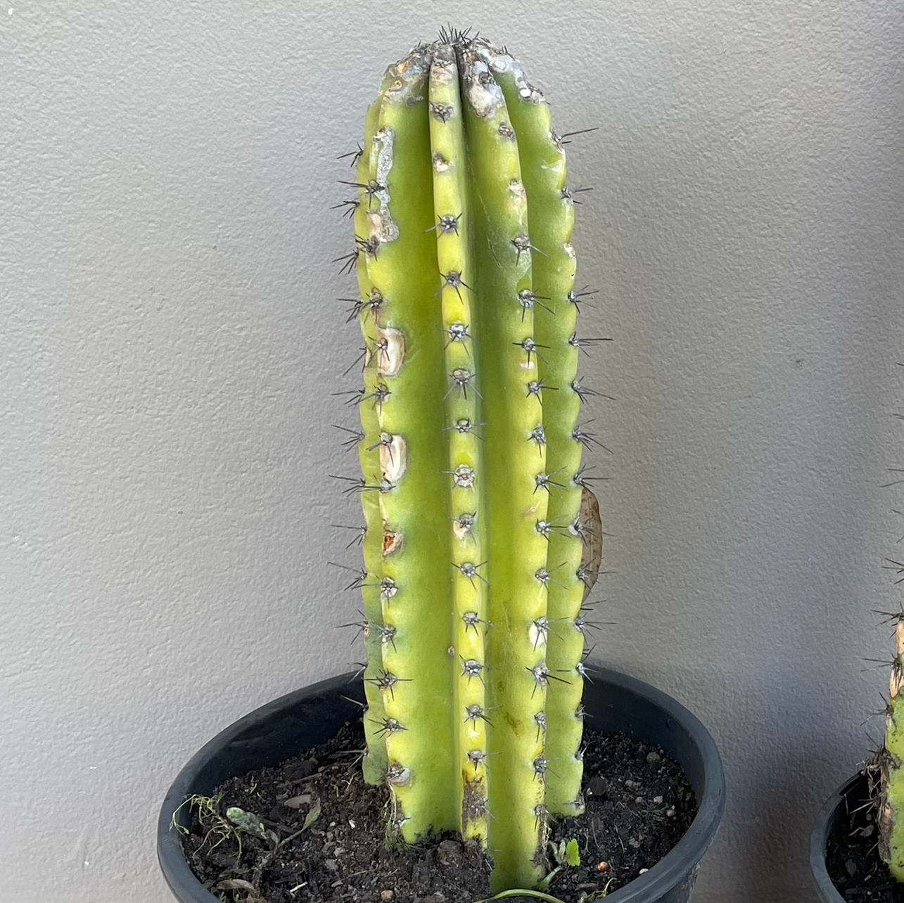 🌵 Why Are There Black Spots on My San Pedro Cactus Leaves?