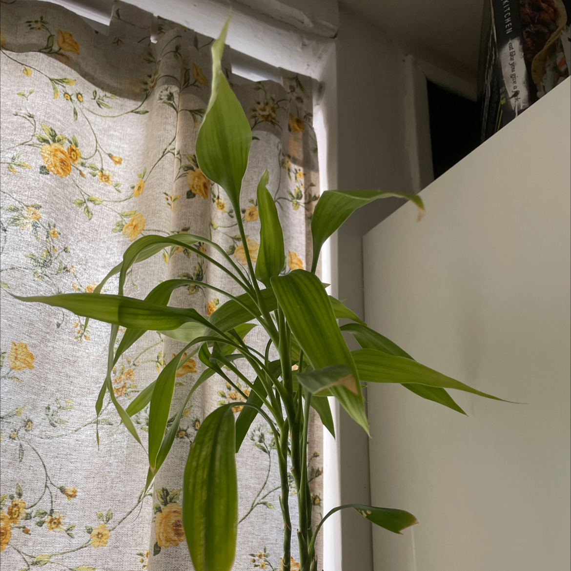 Common Bamboo Problems