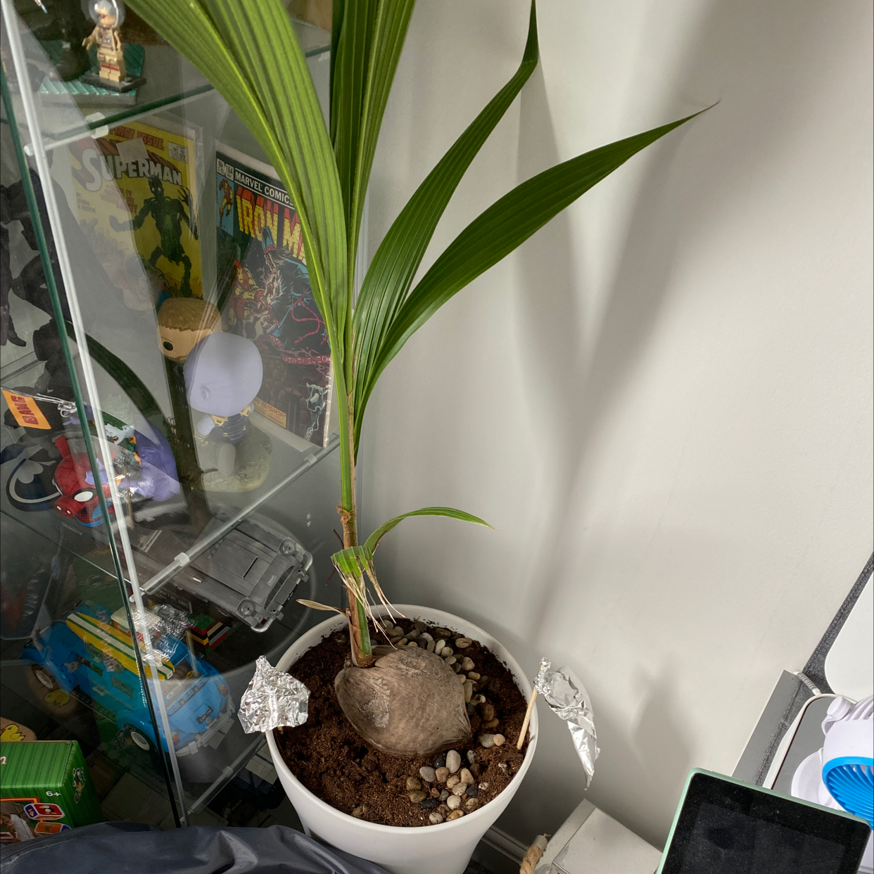 🥥 What Does It Mean When Coconut Blooms?