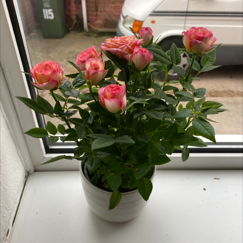 🐚 10 Advantages of Having a Beach Rose