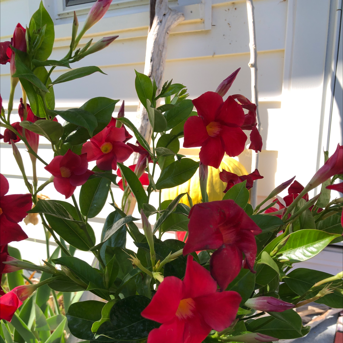 What Temperature Does My Brazilian Jasmine Need?
