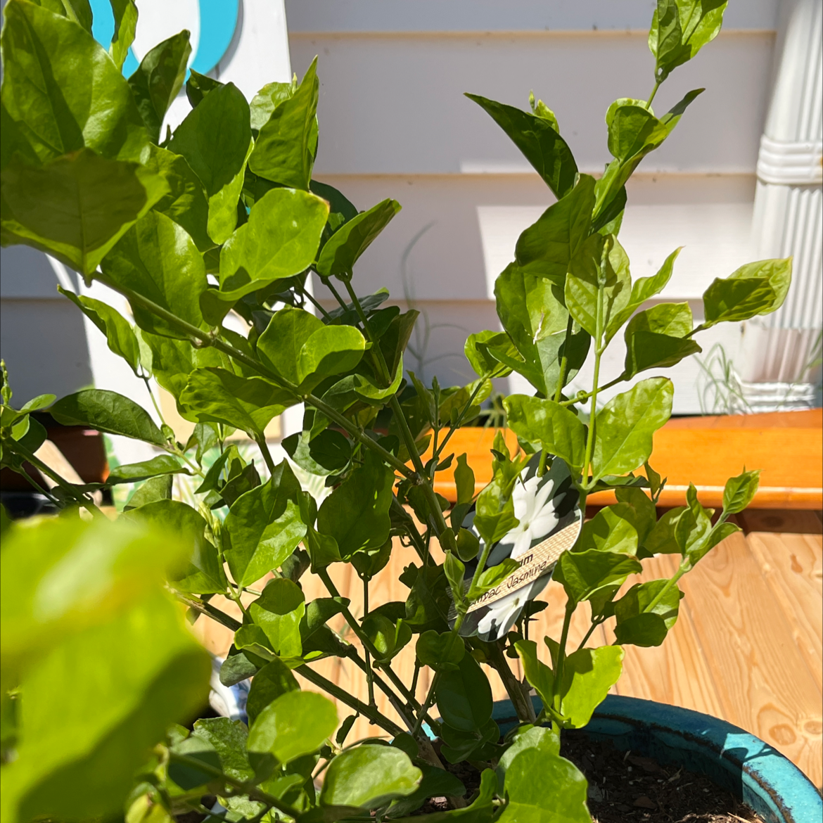What Do I Do About Arabian Jasmine Root Rot?