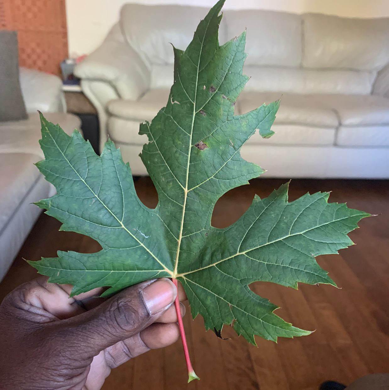 Propagating Your Silver Maple: Step-by-Step Guide