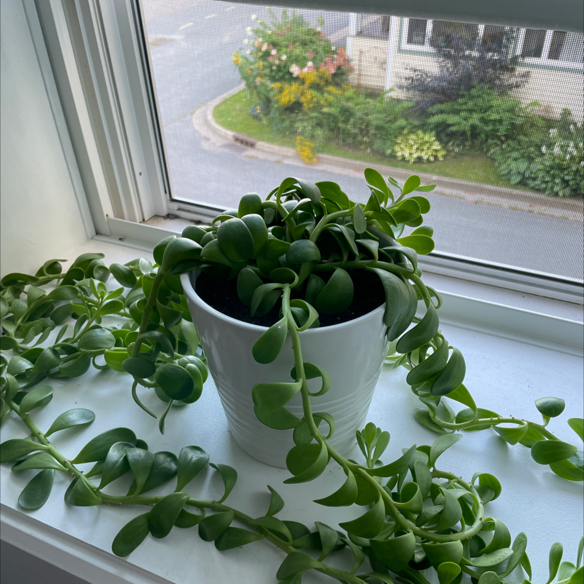 How to Propagate Your Trailing Jade