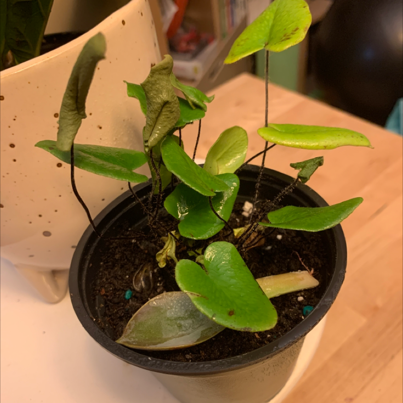 Golden Leather Fern - Fertilizing 101