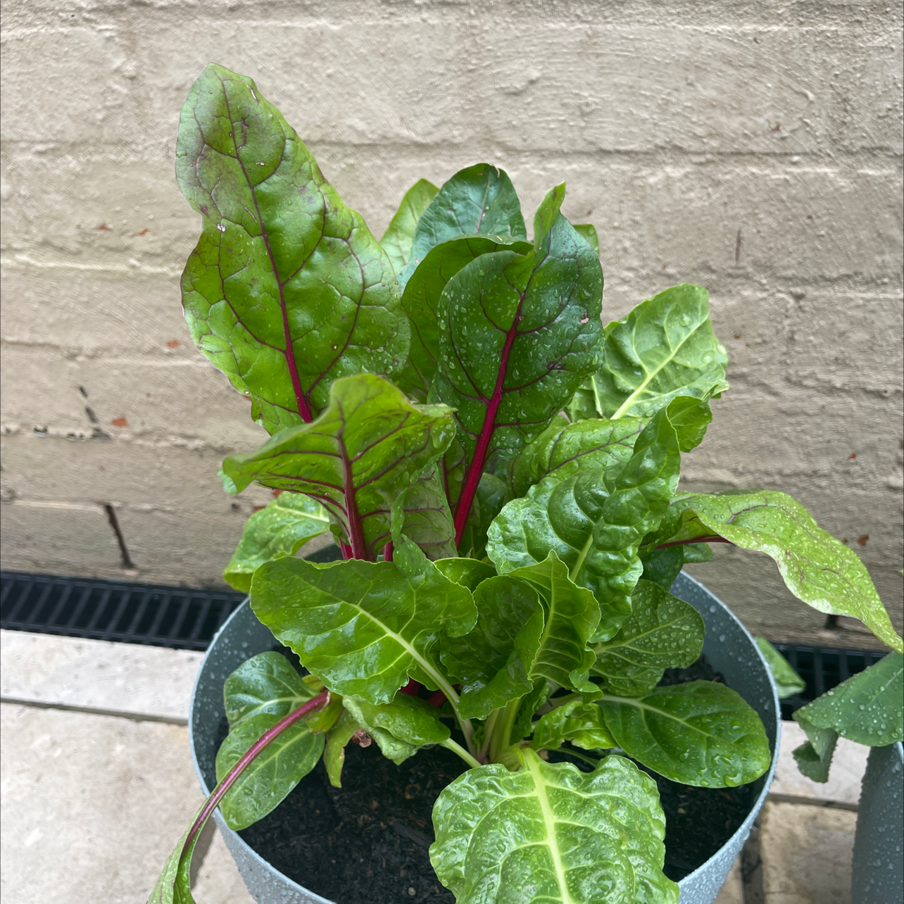 Fertilizing My Common Beet