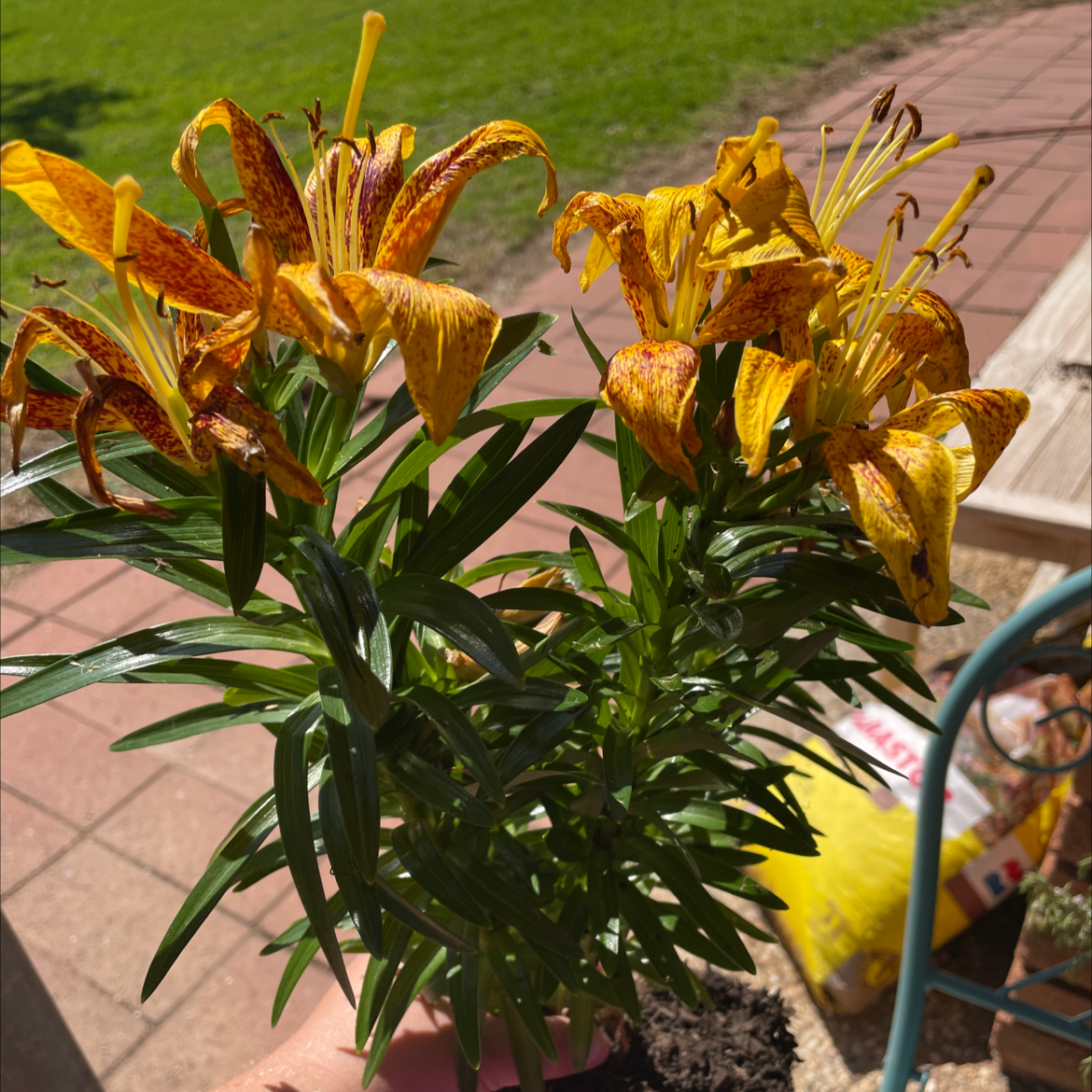🐅 Why Are My Tiger Lily Leaves Turning Yellow?
