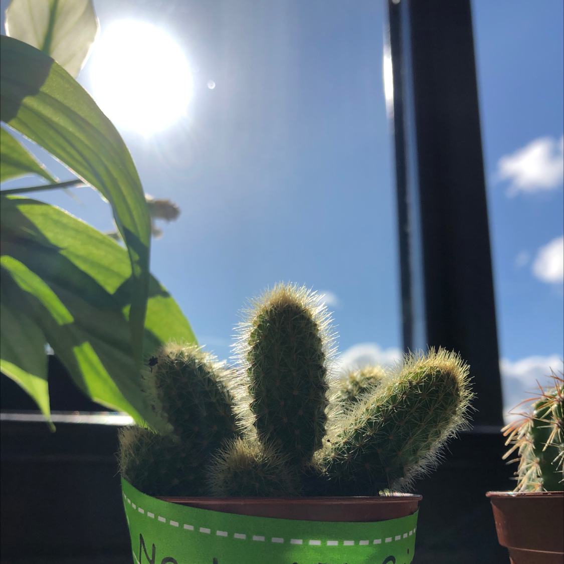 👴 Why Are There Brown Spots on My Peruvian Old Man Cactus?