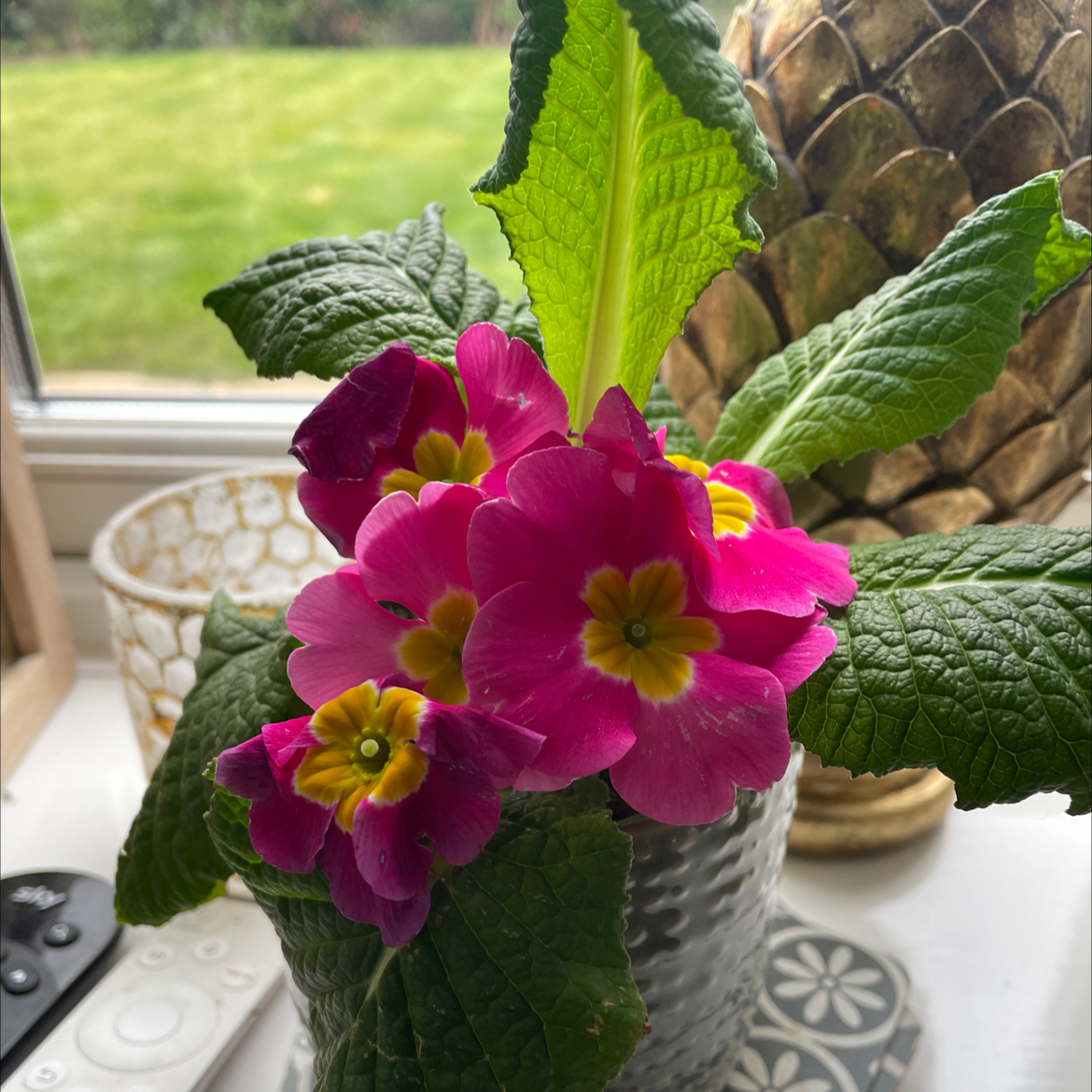 Symbolism and Benefits of the Common Primrose