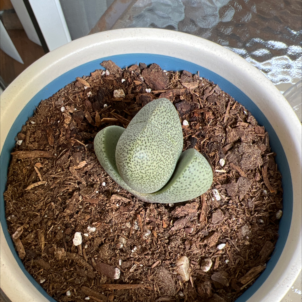 Why Are My Split Rock Leaves Droopy?
