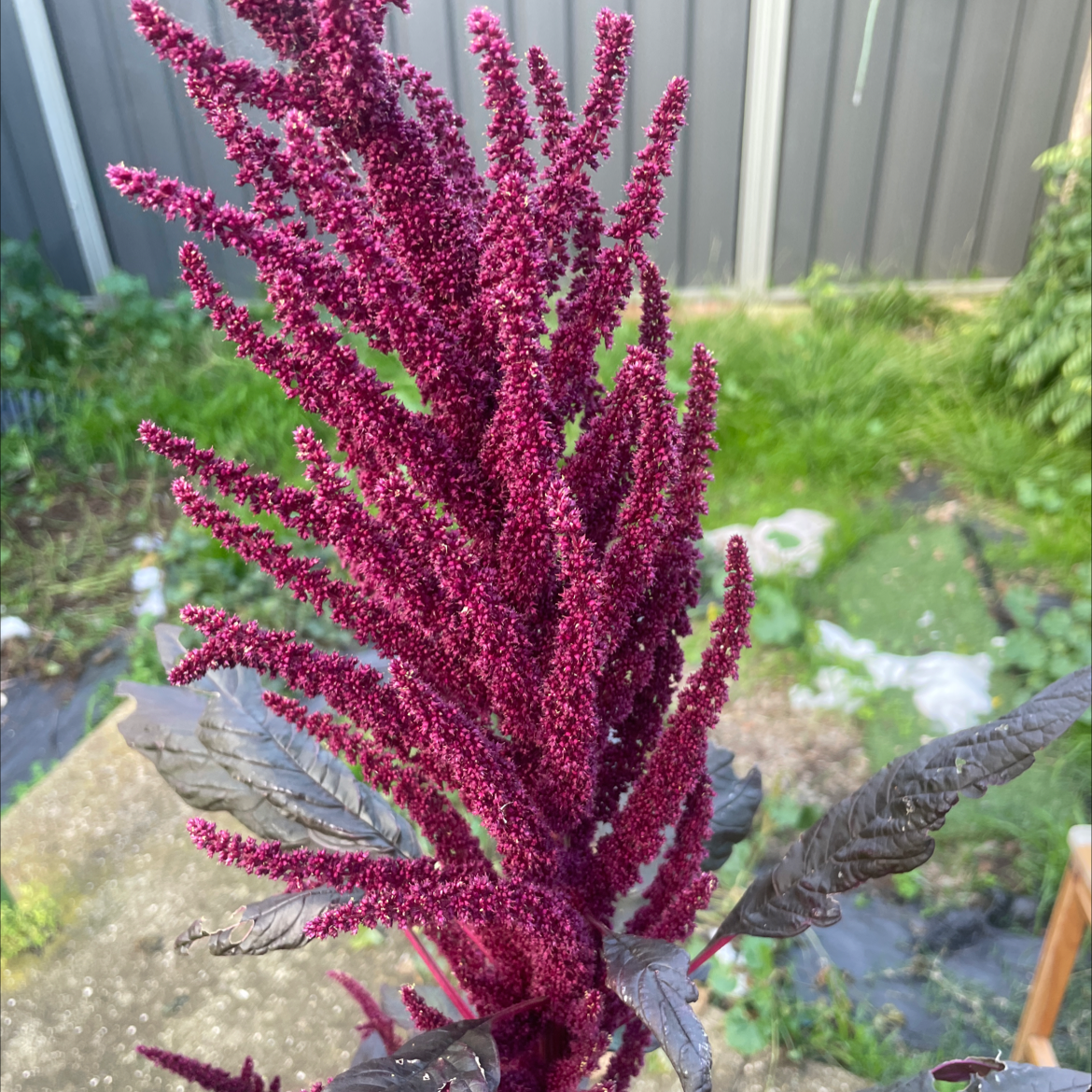 Why Are My Mexican Grain Amaranth Leaves Curling?
