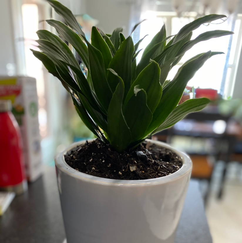 Why Is My Dracaena 'Janet Craig Compacta' Not Doing Well?