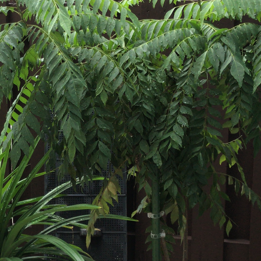 Why Does My Curry Tree Have Yellow Leaves?