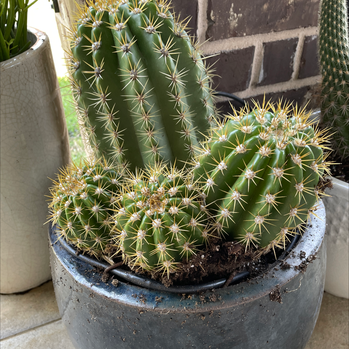 🌞 Symbolism and Benefits of the Sun Goddess Barrel Cactus