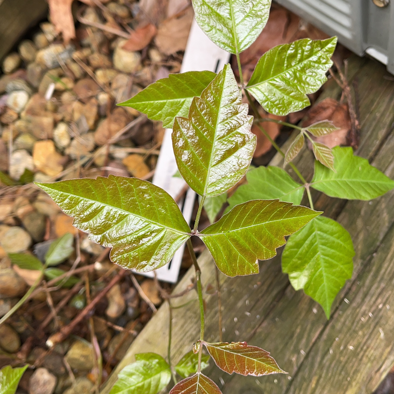 Why Are My Poison Ivy Leaves Mushy? 🤚