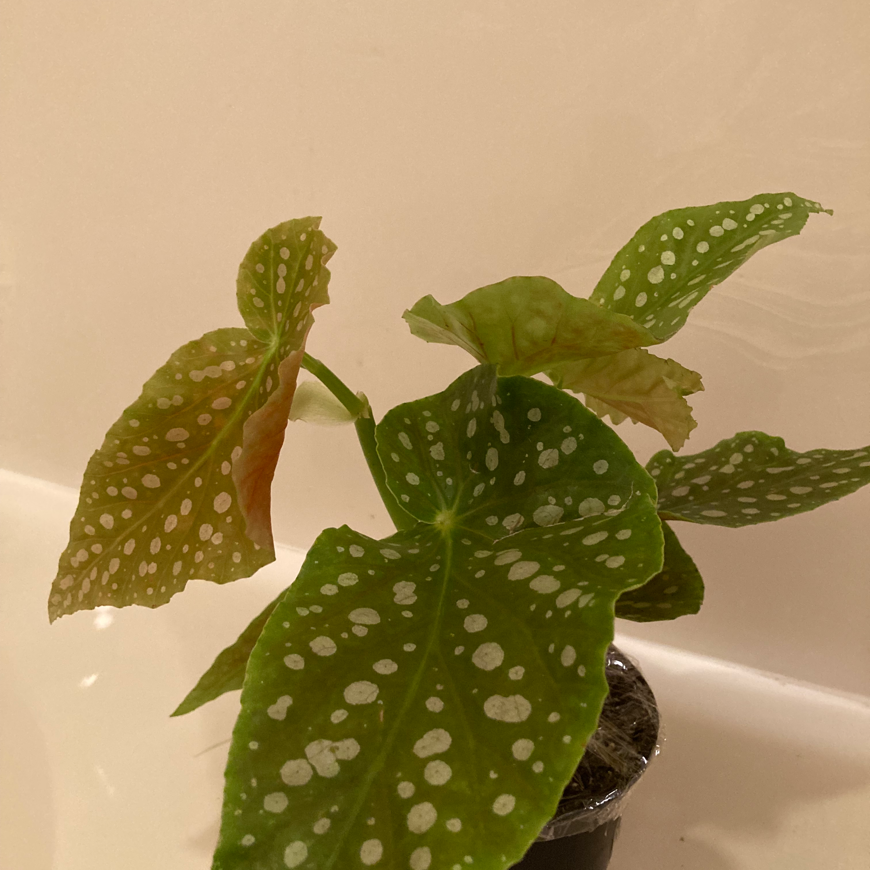 The Complete Maryann Flunker Plant Care Guide: Water, Light & Beyond