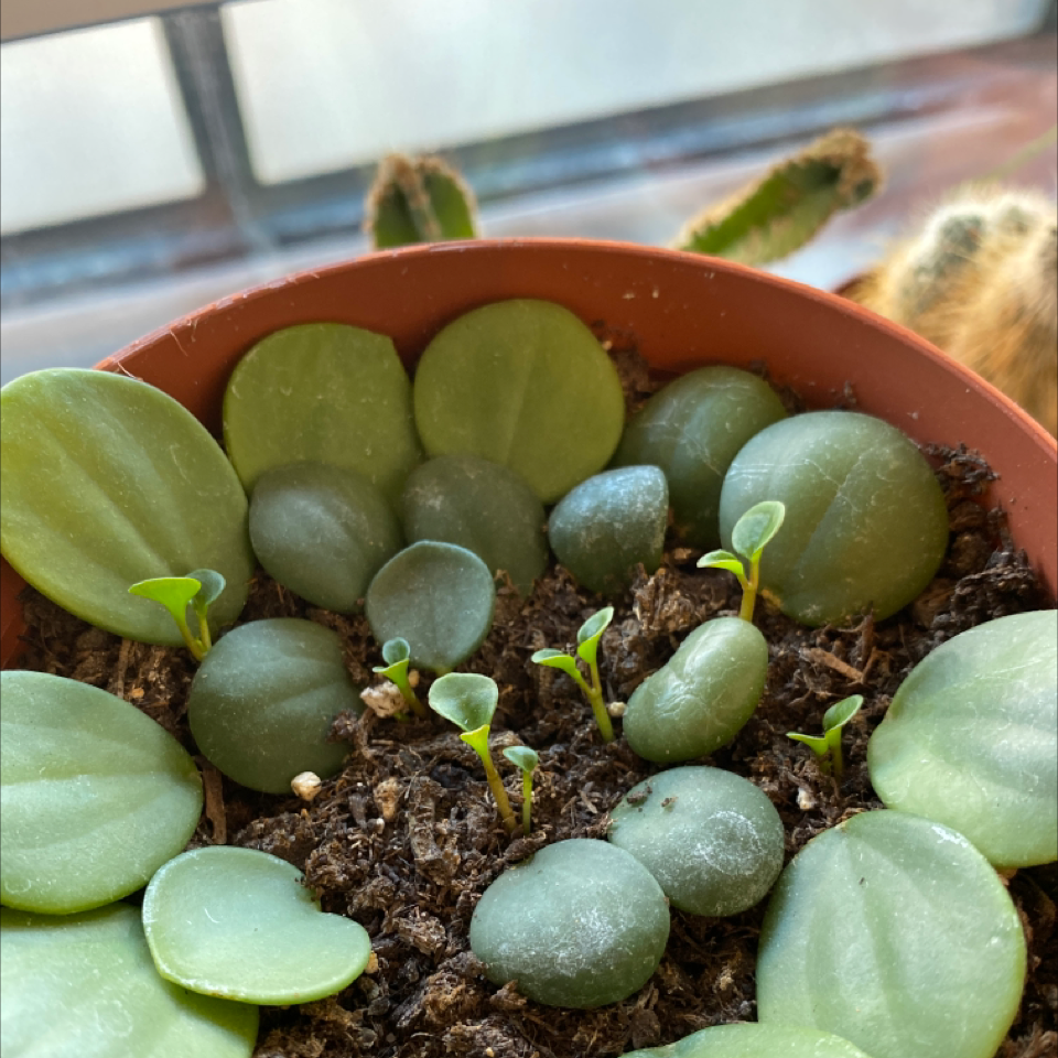 10 Advantages of Having a Trailing Jade