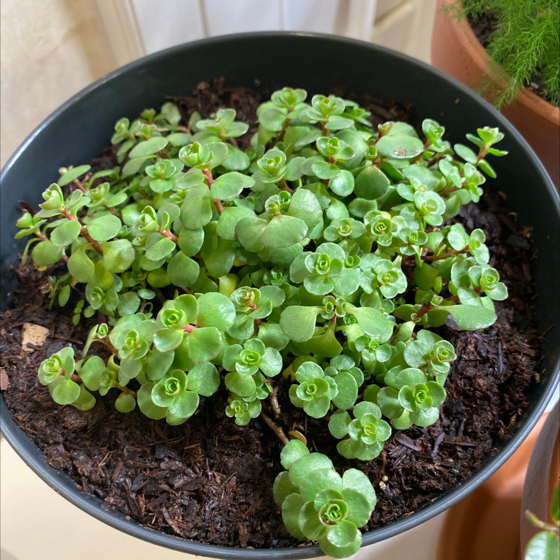 10 Advantages of Having a Two-Row Stonecrop