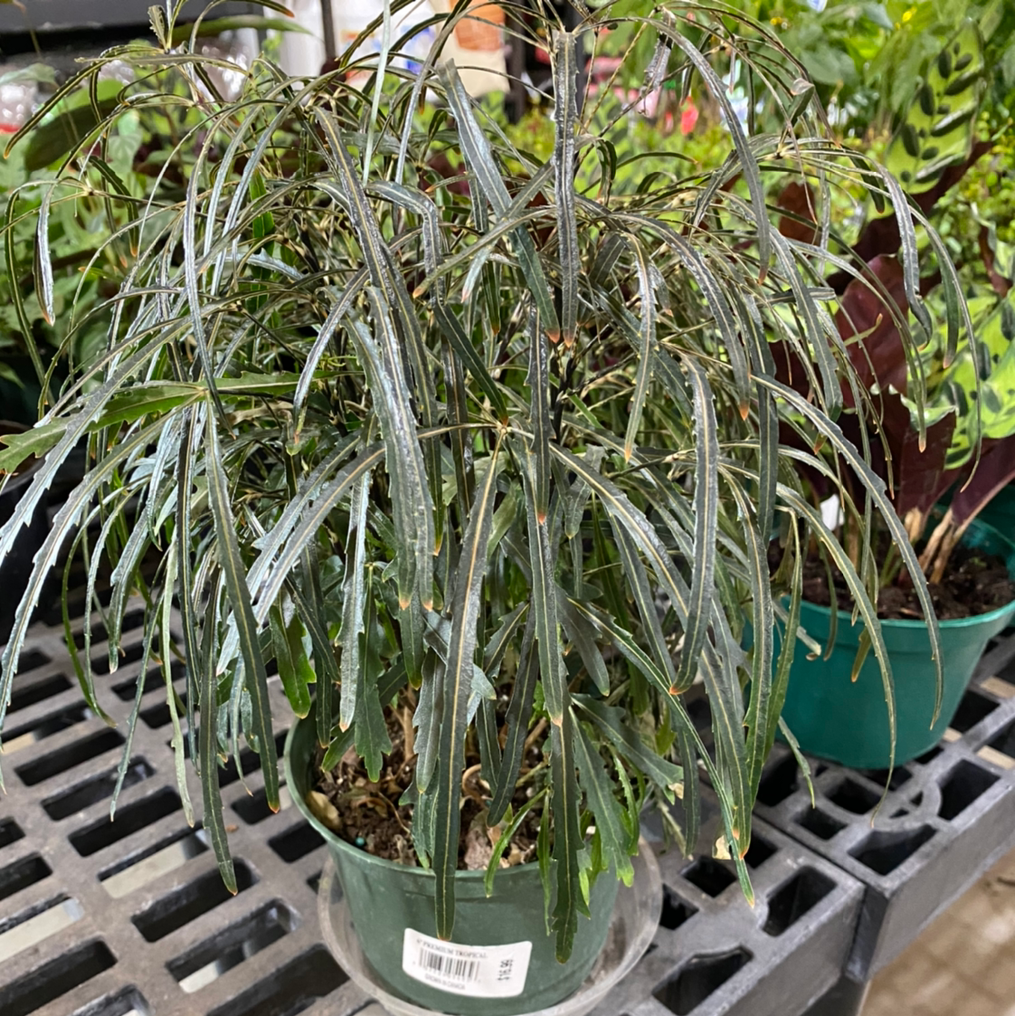 💧 Why Are My False Aralia Leaves Droopy?